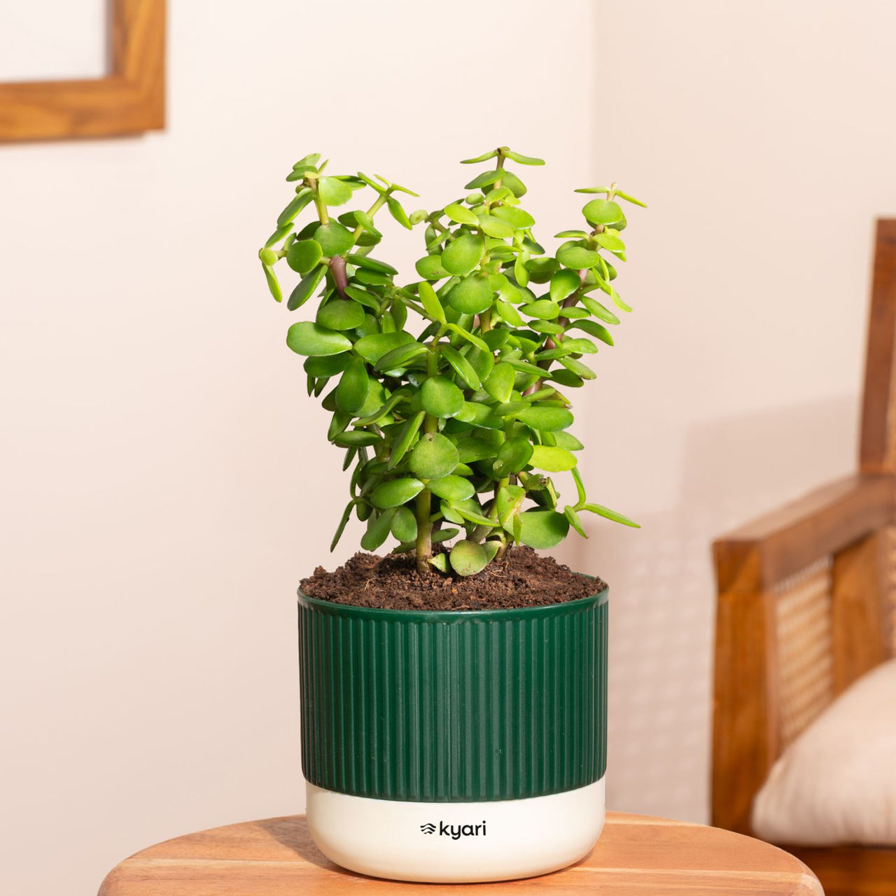 Collections – shop.kyari