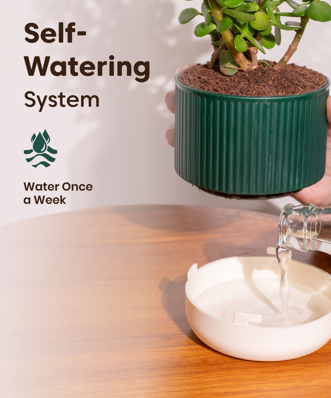 Lucky Jade Plant With Mylo Self Watering Pot – shop.kyari