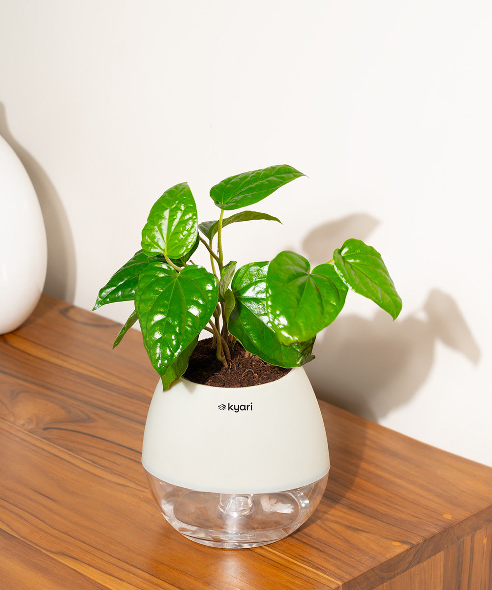 Betel Leaf Plant With Self-Watering Pot - Magai Plant | Kyari – shop.kyari