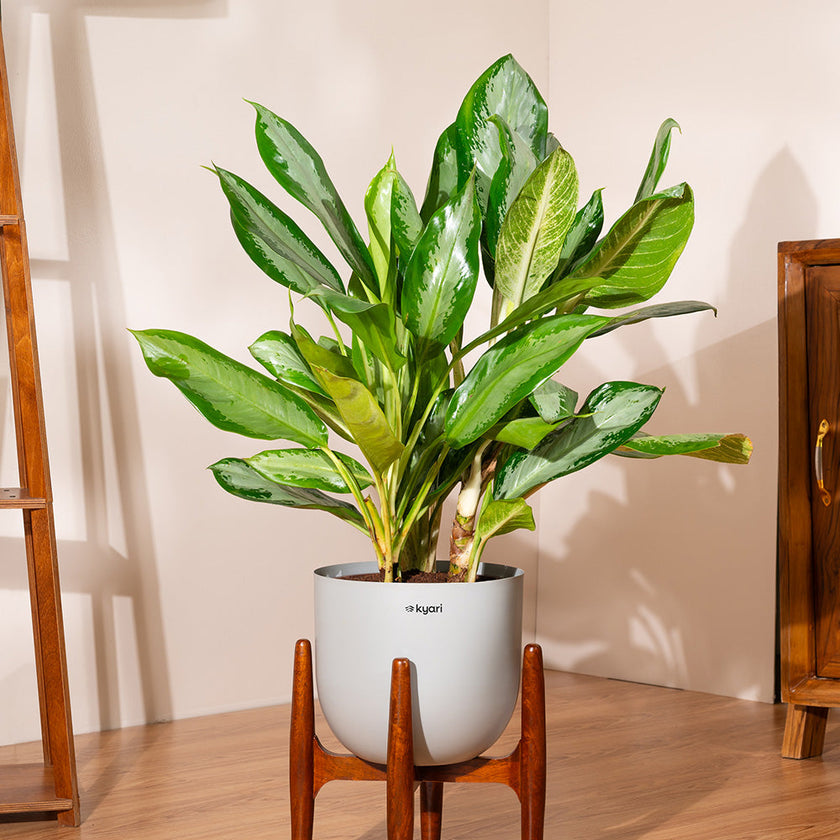 Products – shop.kyari