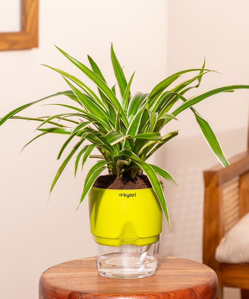 Buy Spider Plant (Chlorophytum) with Self-Watering Pot – shop.kyari