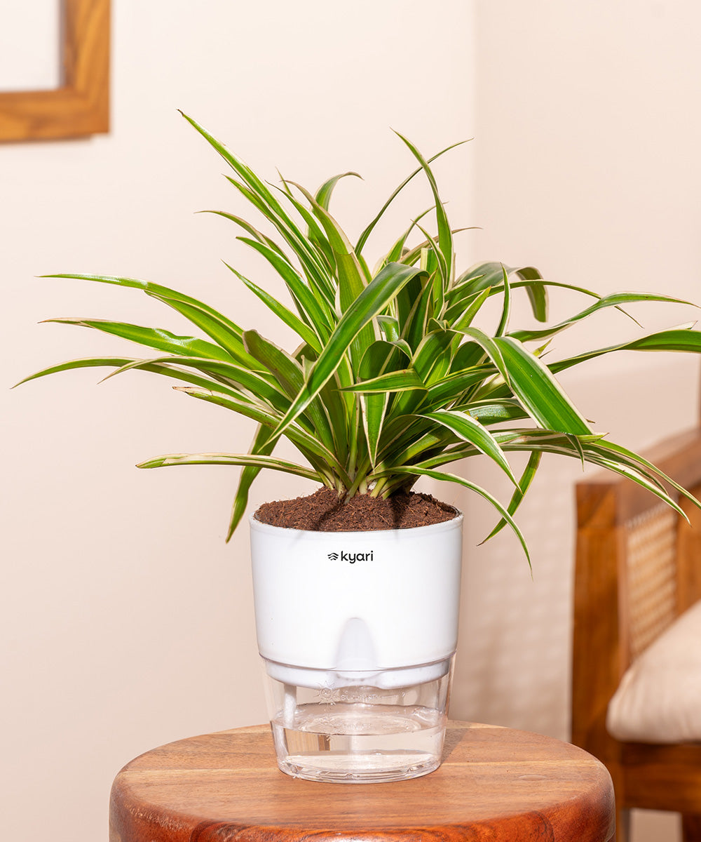 Buy Spider Plant (Chlorophytum) with Self-Watering Pot – shop.kyari