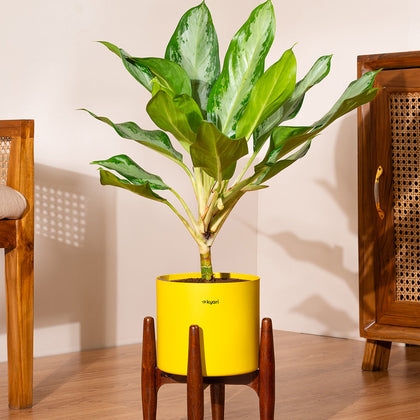 Products – shop.kyari