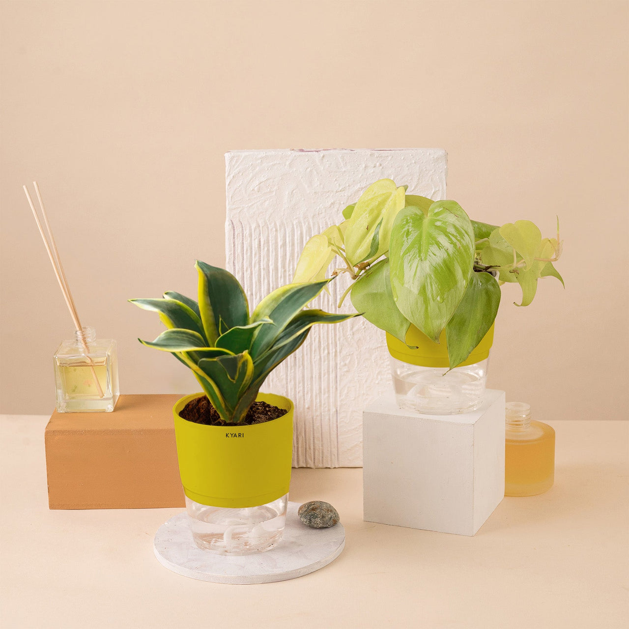 Small Indoor Plants – shop.kyari