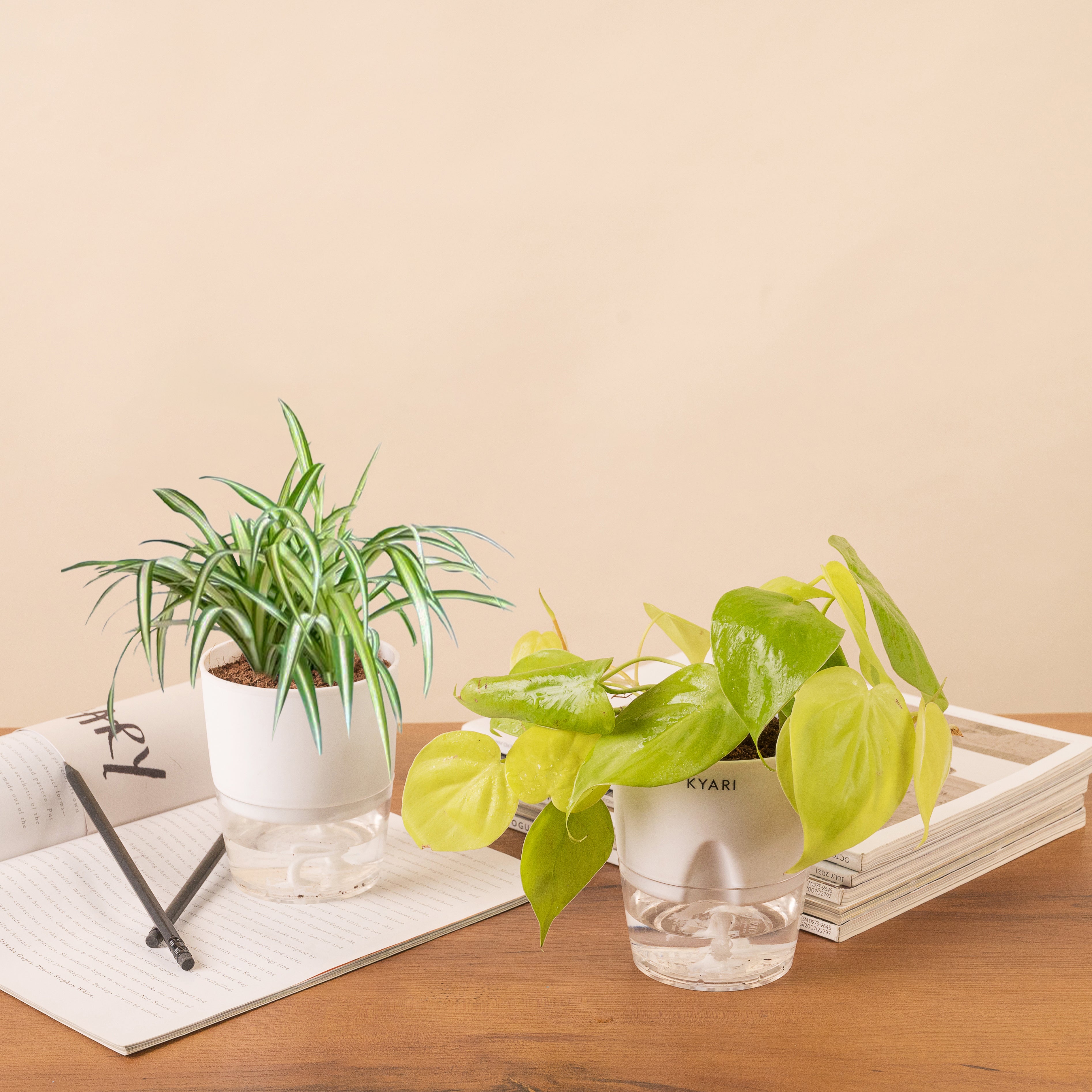 Set of 2 - Golden Money & Spider Plant – shop.kyari