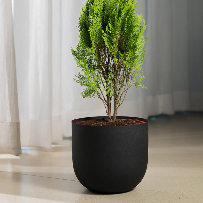 Thuja Plant with Extra Large Metal Self Watering Pot – shop.kyari