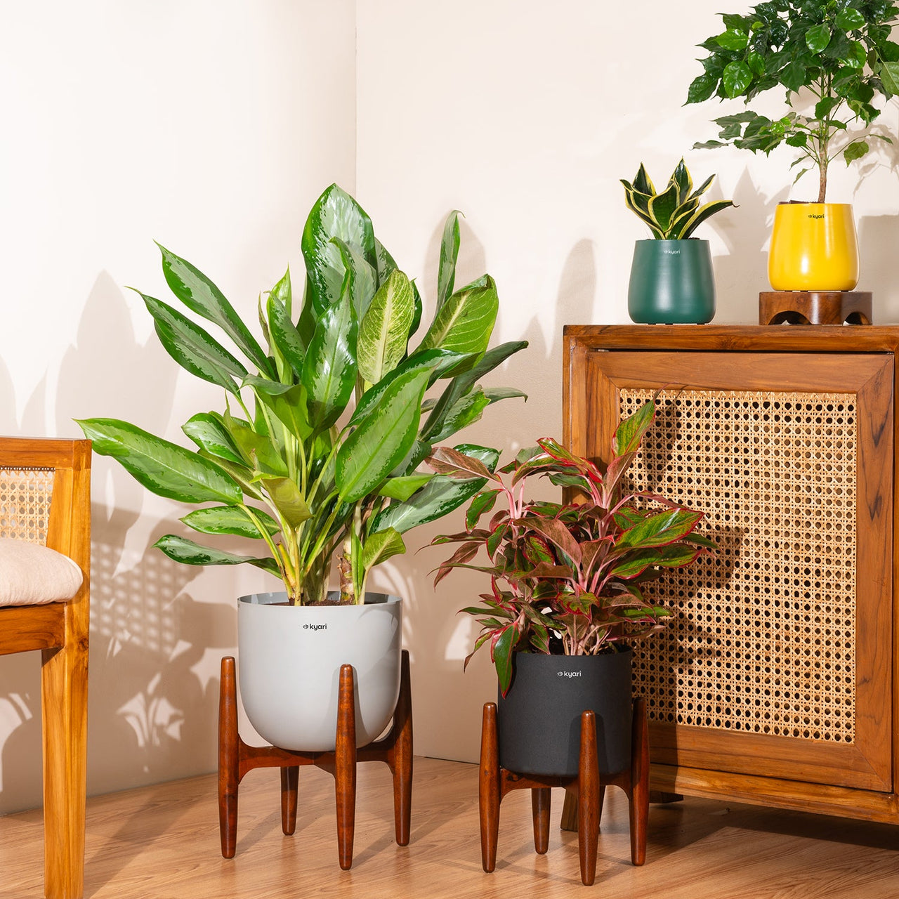 Aglaonema Ice with Extra Large Metal Self Watering Pot Bonanza – shop.kyari