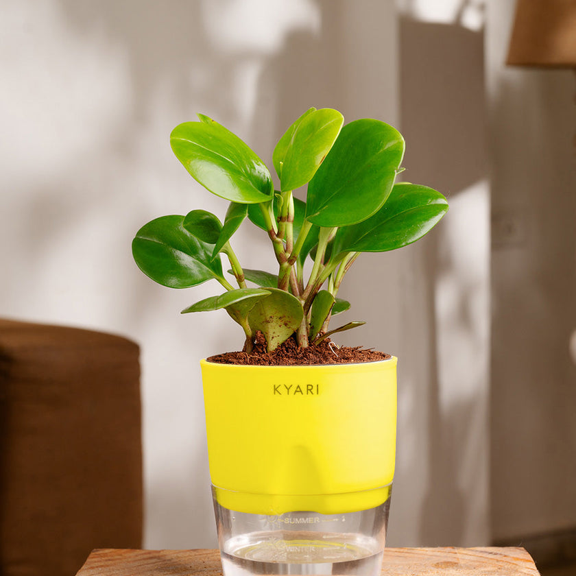 Collections – shop.kyari