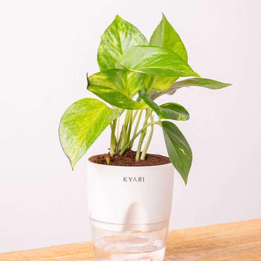 Small Indoor Plants – shop.kyari